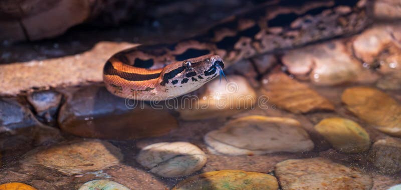 Detail of the Acrantophis Dumerili Snake S Head Stock Photo - Image of ...