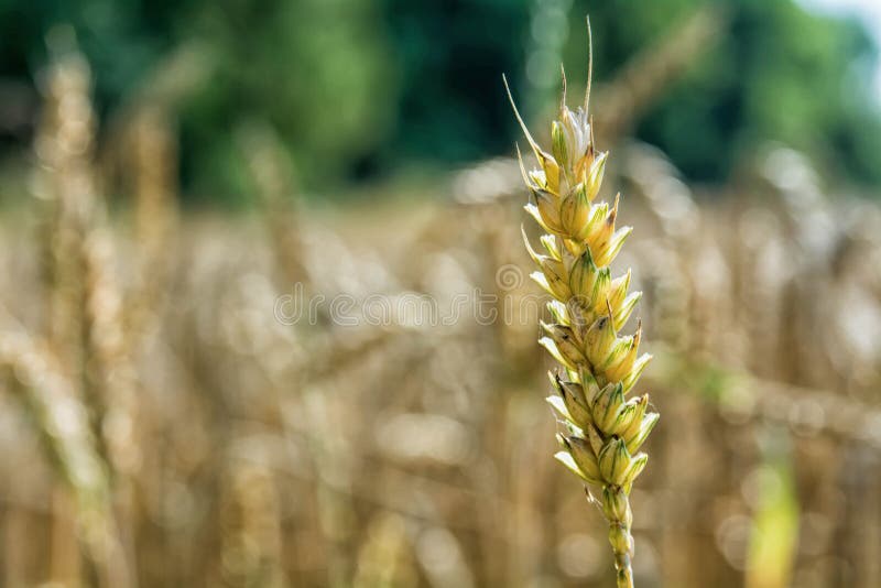 Detail Ear of Corn with Blurred Background Stock Photo - Image of ...
