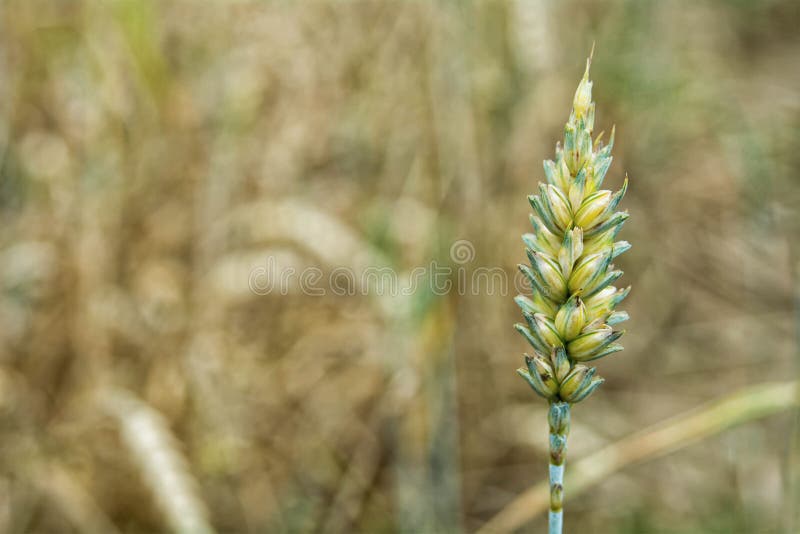 Detail Ear of Corn with Blurred Background Stock Photo - Image of ...