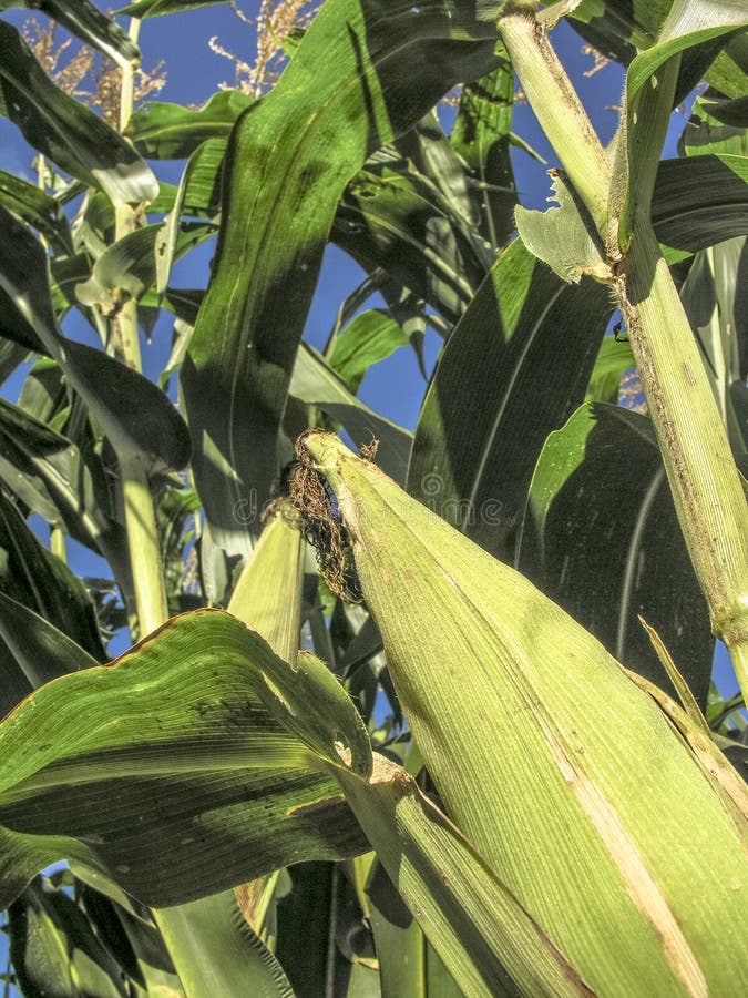 Detail of Ear Corn on Field Stock Photo - Image of brazilian ...
