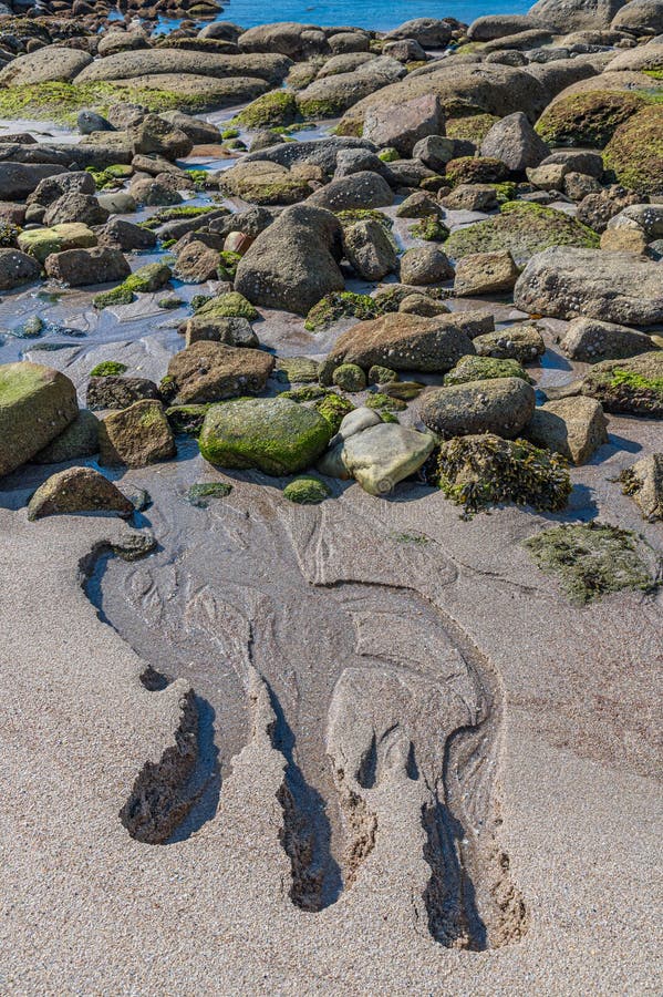 Detail of the Ecosystem on the Seashore Stock Image - Image of nature ...