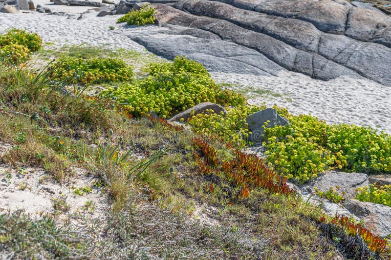 Detail of the Ecosystem on the Seashore Stock Image - Image of ...