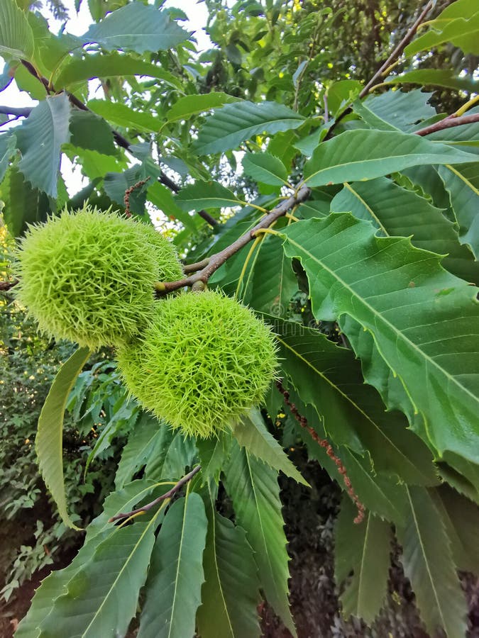 Detail of Edible Chestnut Tree Stock Image - Image of sativa, green ...