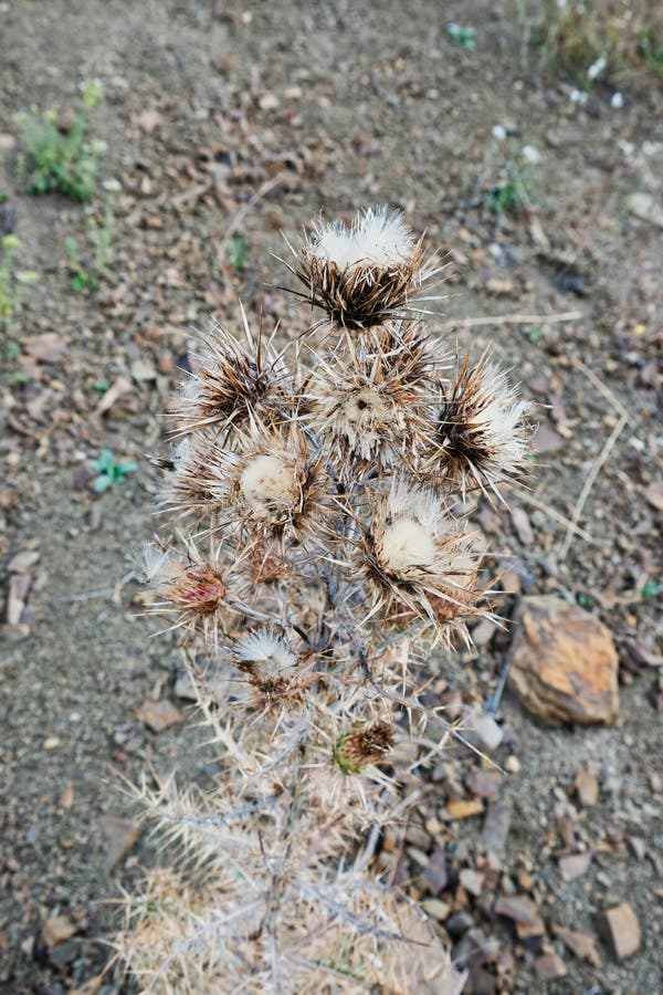 Getrocknete Distel stockbild. Bild von grün, blätter - 18954235