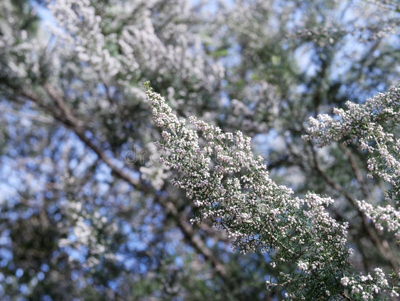Detail of erica flower stock photo. Image of botany, bloom - 88681798