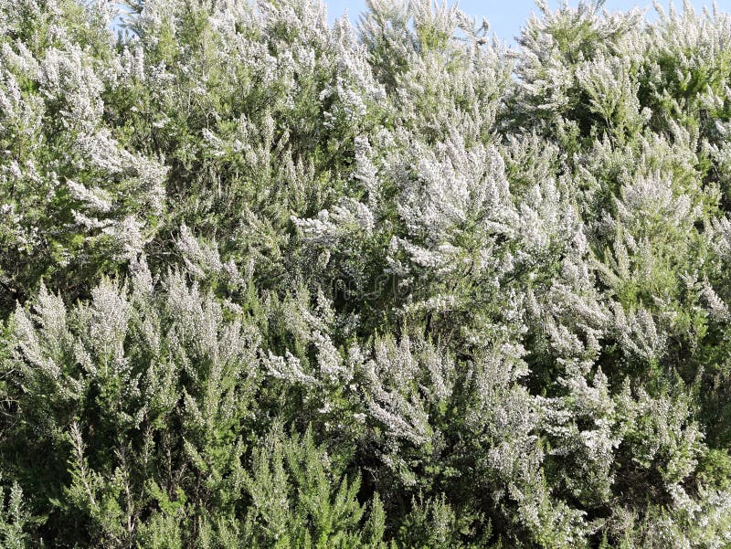 Detail of erica flower stock image. Image of heather - 88681833
