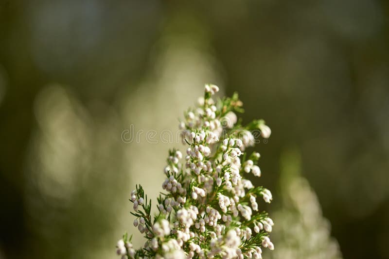 Detail of erica flower stock photo. Image of green, erica - 88682038