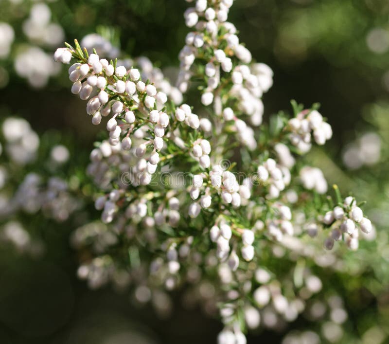 Detail of erica flower stock image. Image of evergreen - 88805213