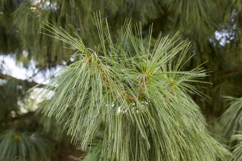 Detail of the Estern White Pine Tree Stock Image - Image of eastern ...