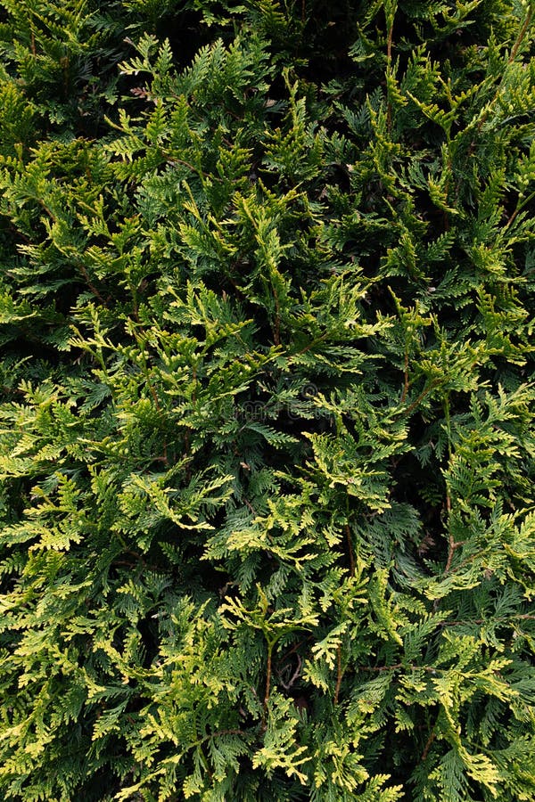 Detail of an Evergreen Leaf Stock Photo - Image of plant, environment ...