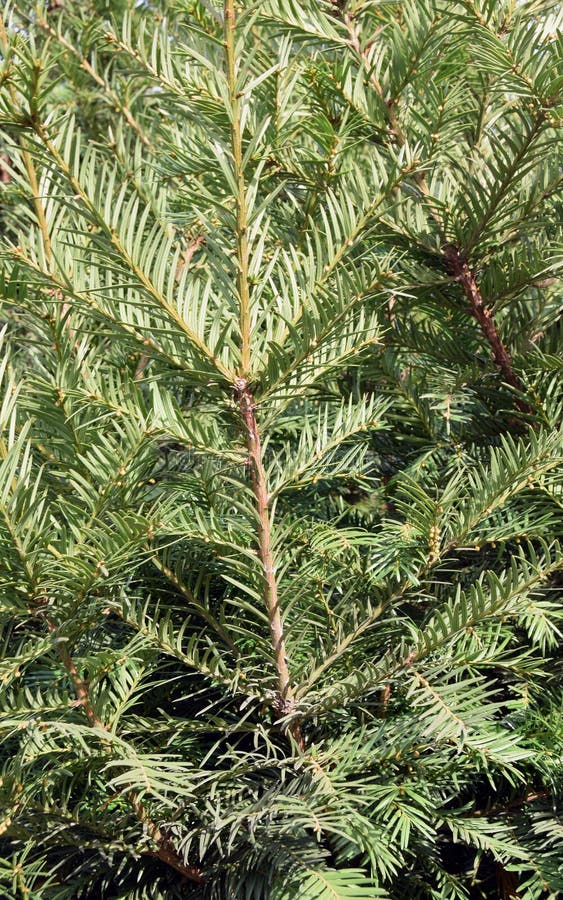 The Detail Evergreen Tree Abies Alba Stock Image - Image of mother ...