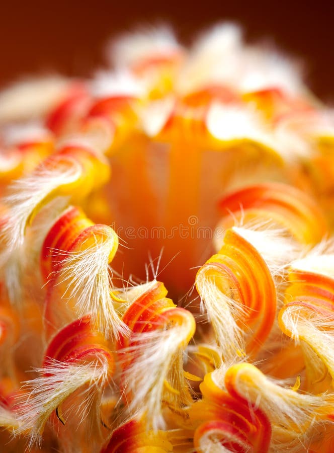 Detail of an exotic flower stock photo. Image of soft - 3712088
