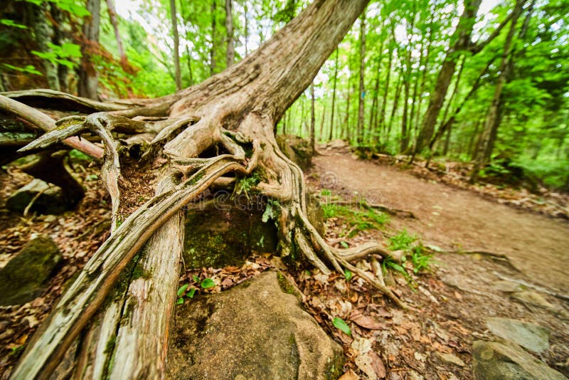 Detail of Exposed Roots of Tree on Rocks Next To Dirt Path Stock Photo ...