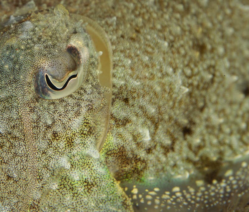 Detail of the Eye of a Cuttlefish Stock Image - Image of mottled, flash ...
