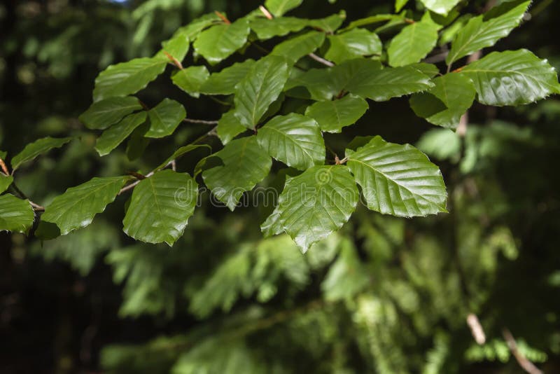 Beech tree green foliage stock image. Image of organic - 214089993