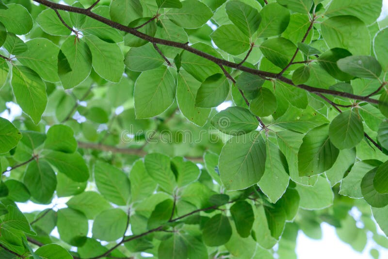 Beech tree green foliage stock image. Image of color - 221232499