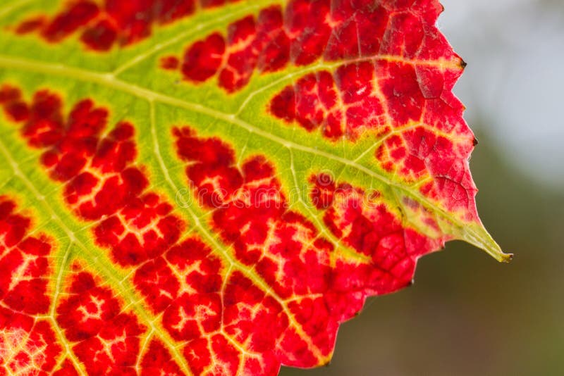 Detail of a Fall Leave in Red Stock Image - Image of design, element ...