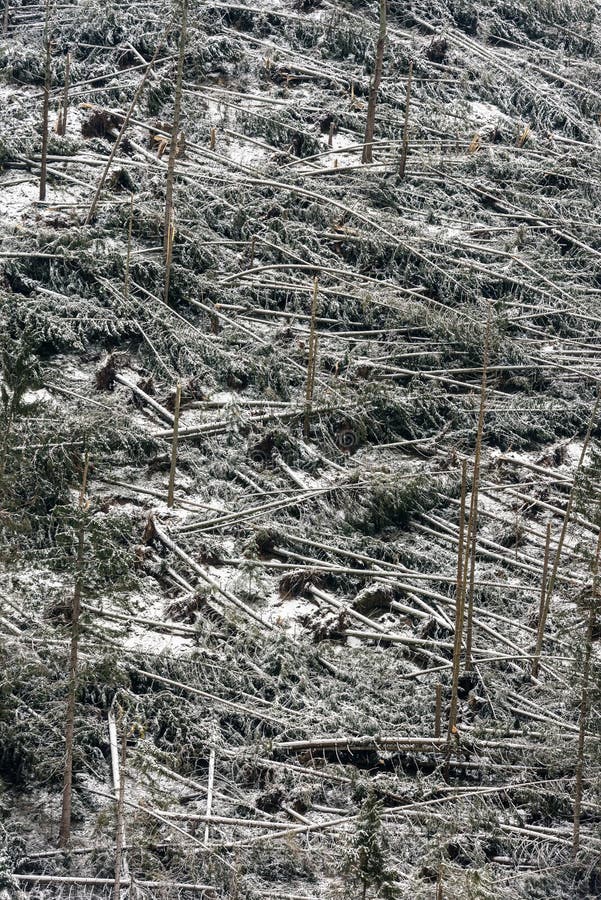 Windfall in Forest, Storm Damage. Stock Image - Image of environment ...