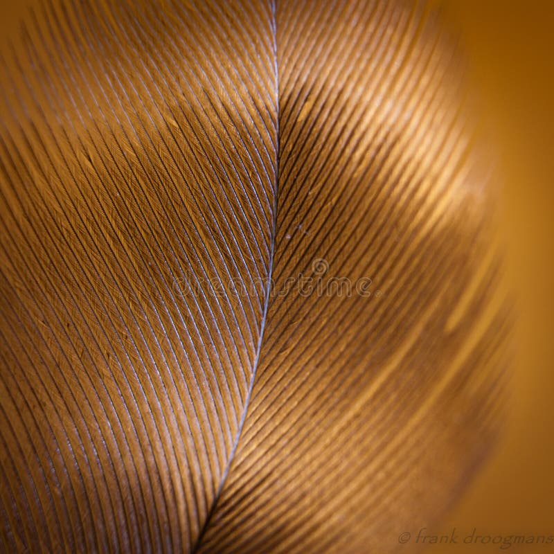 Detail feather stock image. Image of plumage, diagonal - 52067585