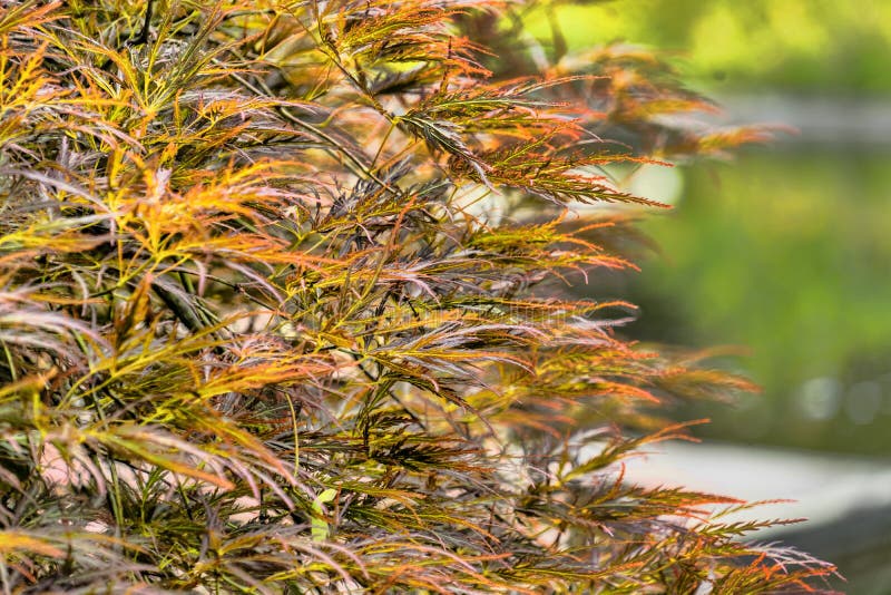 Detail of a Feather Maple with a Blurred Green Background Stock Image ...