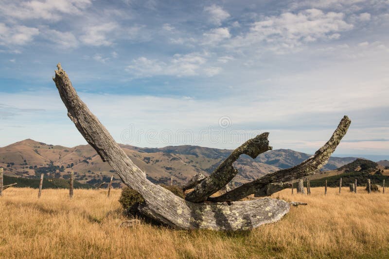 Detail of felled tree stock photo. Image of tree, disaster - 49768258