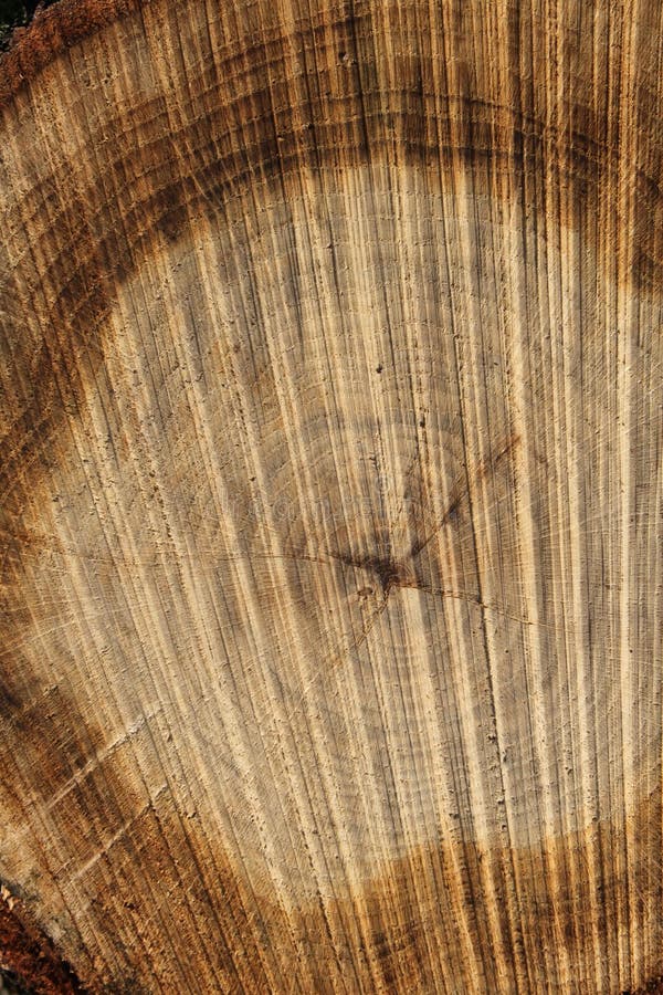 Detail of Felled Tree Stump, Wood Grain. Stock Image - Image of stump ...