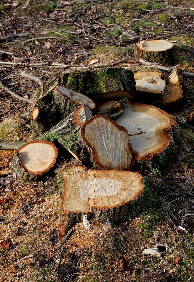 Detail of Felled Tree Stump, Wood Grain. Stock Photo - Image of lumber ...