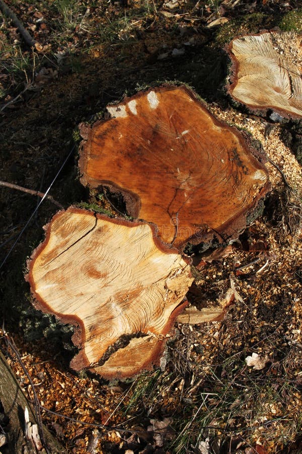 Detail of Felled Tree Stump, Wood Grain. Stock Photo - Image of forest ...