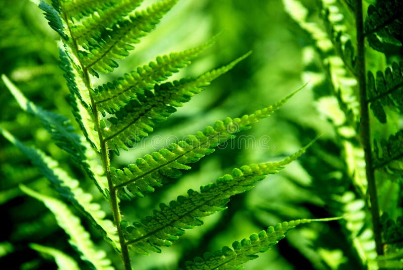 Triangle nature stock image. Image of nature, botany, plant - 871005