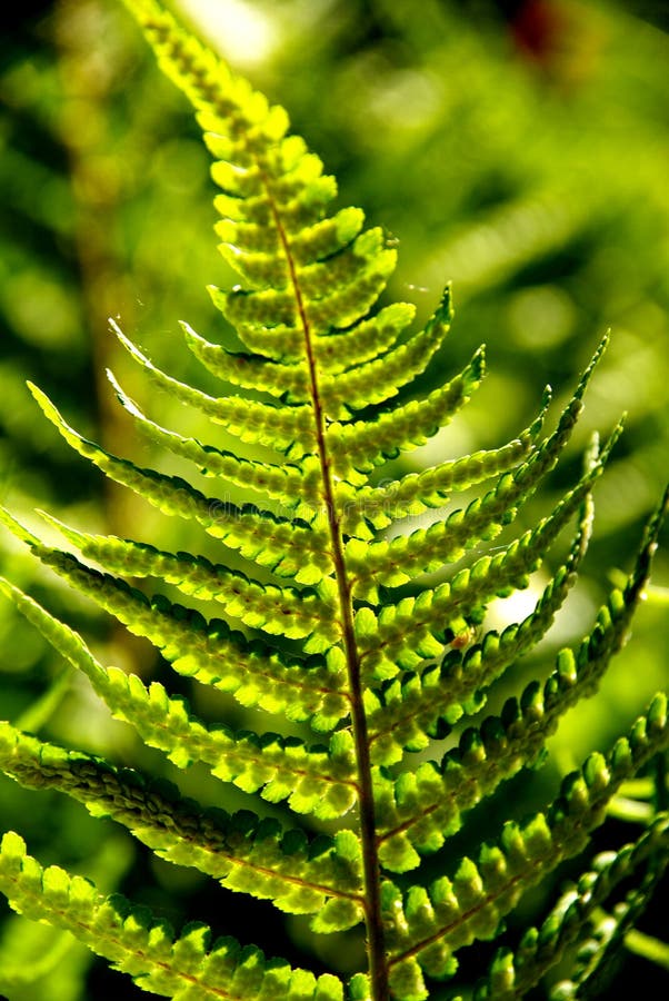 Detail Of A Fern Picture. Image: 5548453