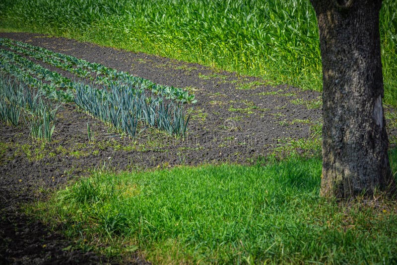 Detail of a Field with Growing Vegetable and Corn Field Stock Photo ...
