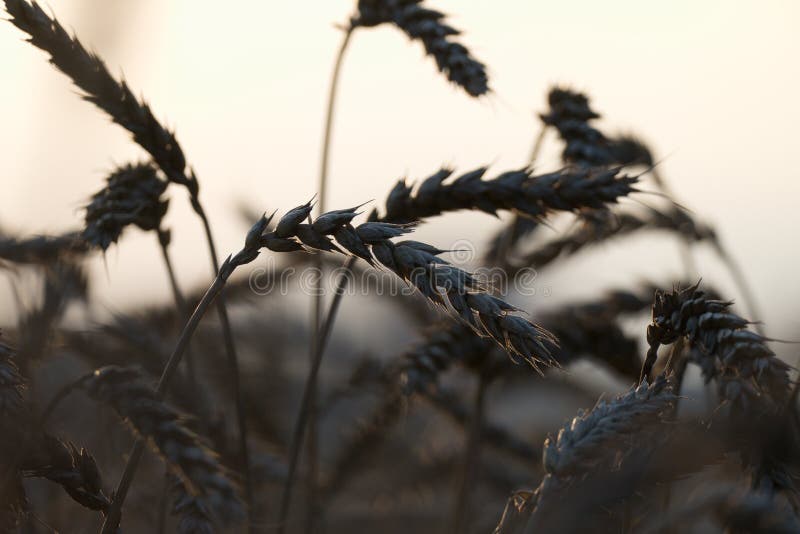 Detail of a Field in the Warm Sunset Stock Photo - Image of crop ...