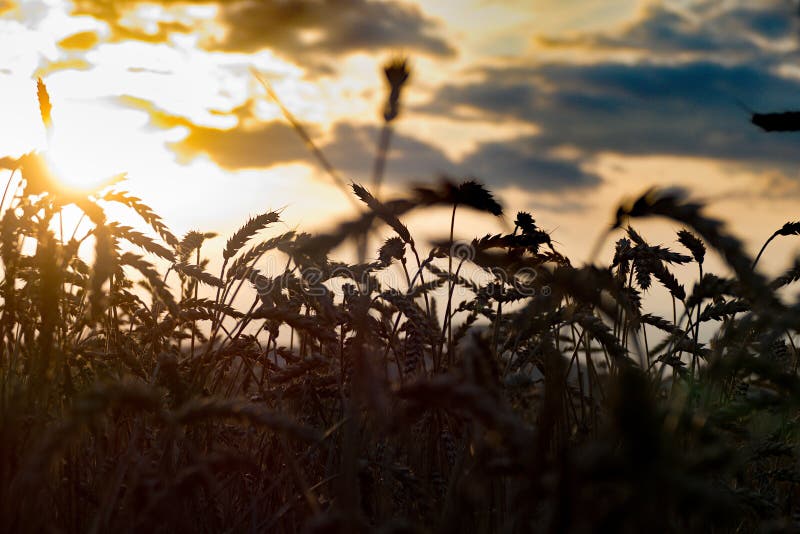 Detail of a Field in the Warm Sunset Stock Photo - Image of crop, ripe ...