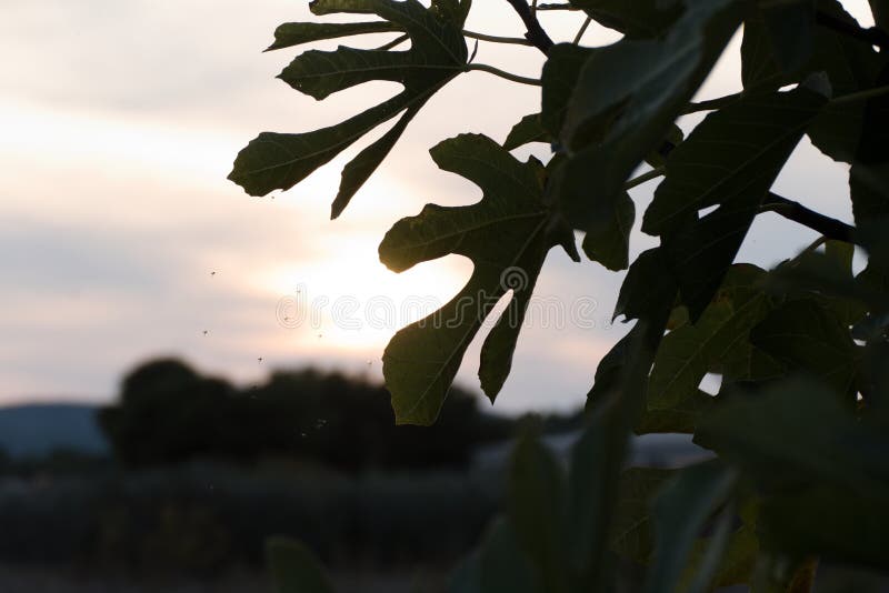 Fig Tree Leaf Silhouette in Sunset Stock Photo - Image of panorama ...
