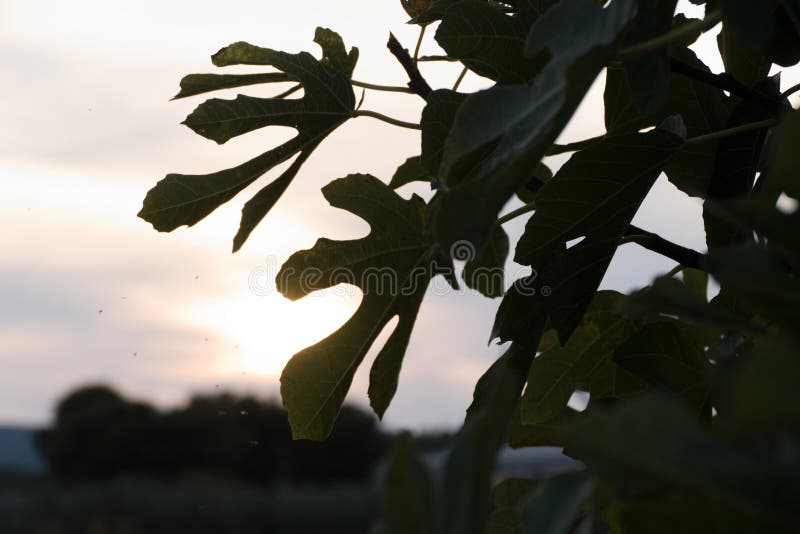 183 Fig Tree Silhouette Stock Photos - Free & Royalty-Free Stock Photos ...