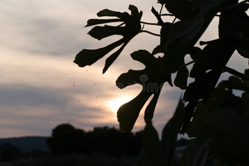 Fig Tree Leaf Silhouette in Sunset Stock Photo - Image of healthy ...