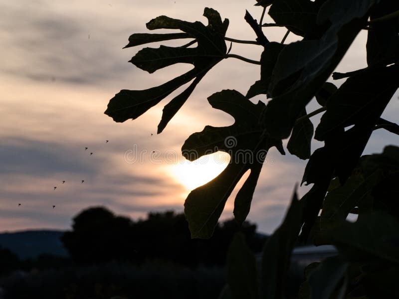 183 Fig Tree Silhouette Stock Photos - Free & Royalty-Free Stock Photos ...