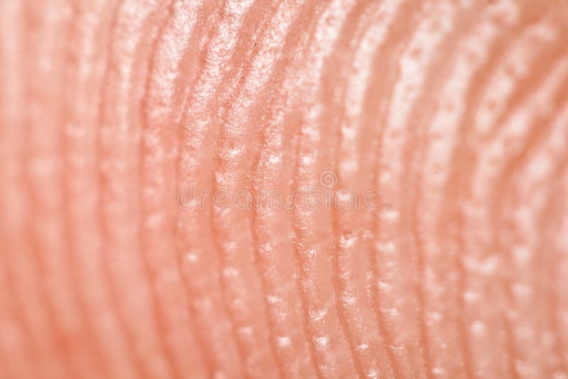 Detail of a Fingerprint Showing Texture Stock Photo - Image of groove ...