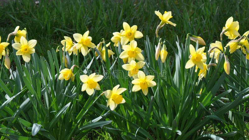 Spring daffodils stock image. Image of calendar, brilliant - 113456619