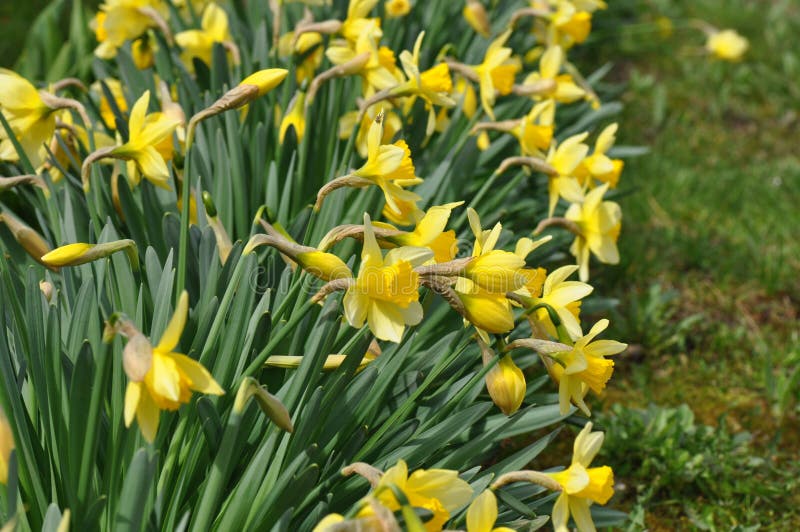 Spring daffodils stock image. Image of black, detail - 113456791