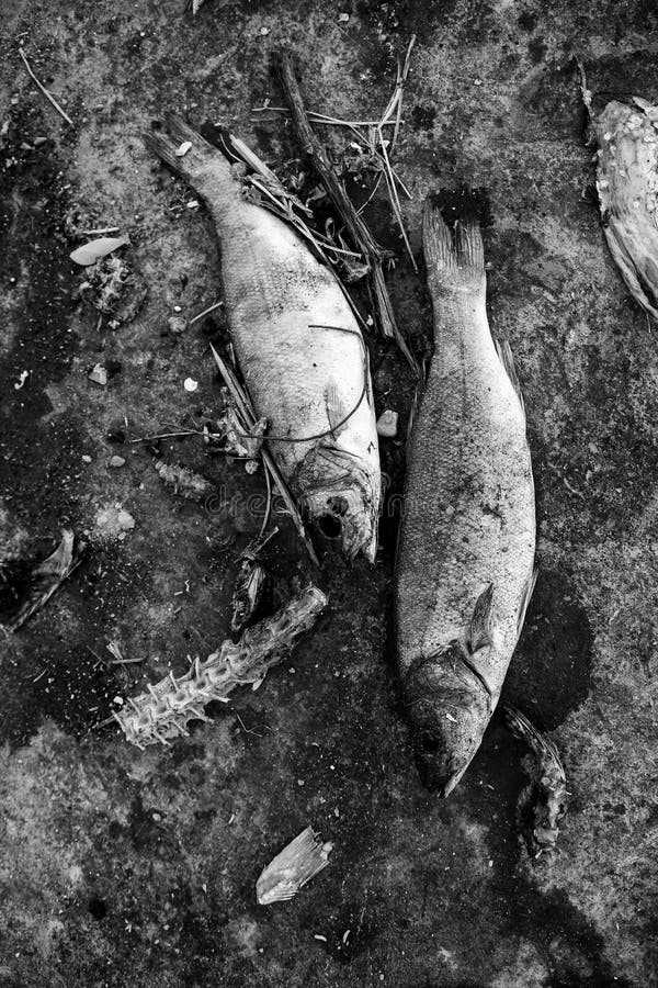 Dried fish in the garbage stock photo. Image of industry - 258315546