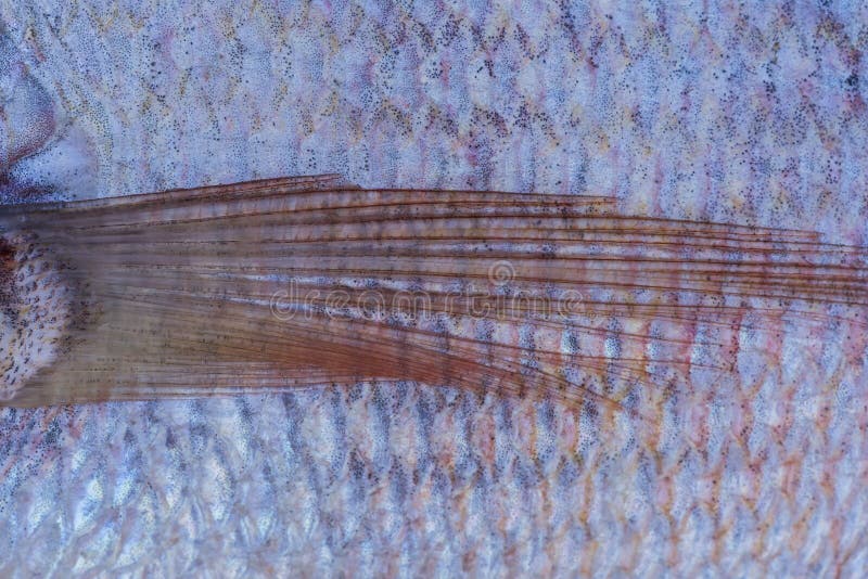 Detail Fish Skin stock image. Image of texture, macro - 82628287