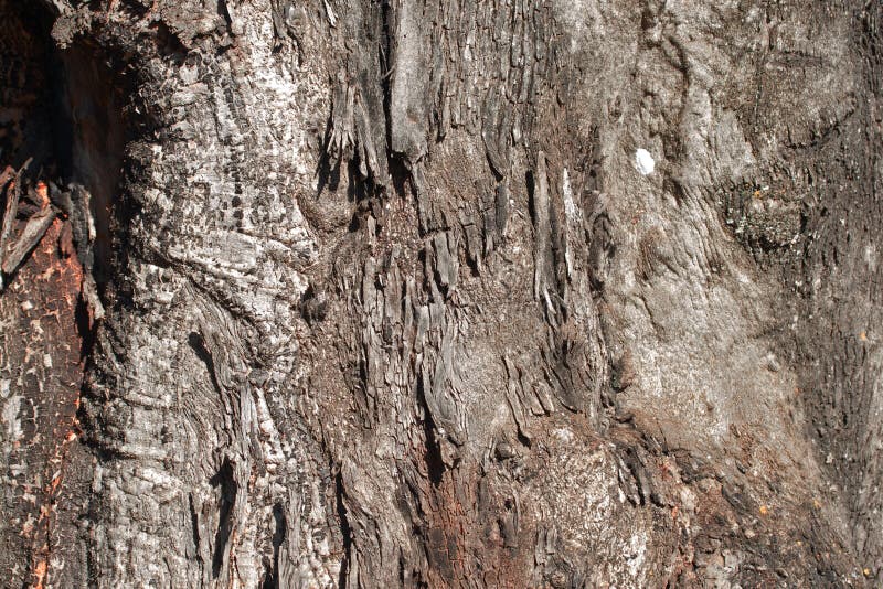 DETAIL of FLAKING BARK on the TRUNK of a TREE Stock Image - Image of ...