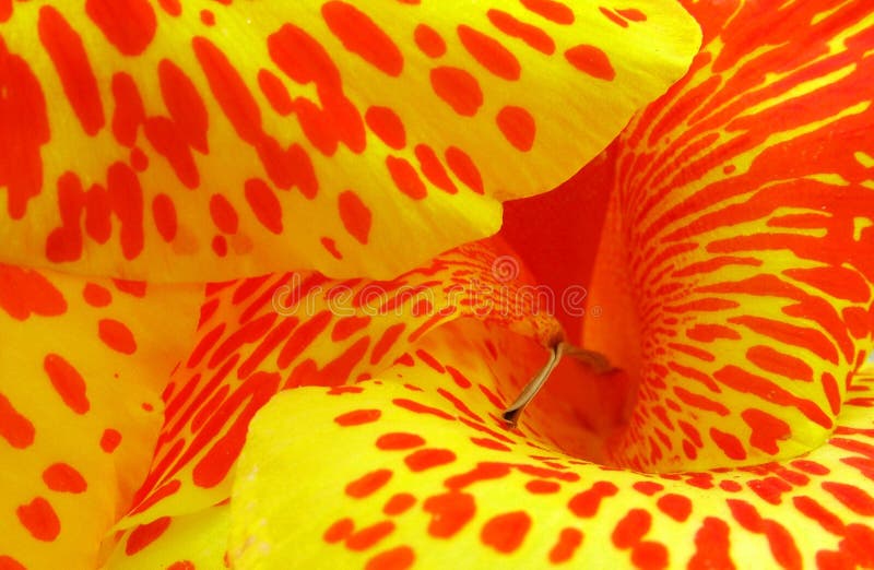 Detail of a Flower stock image. Image of nature, closeup - 198345