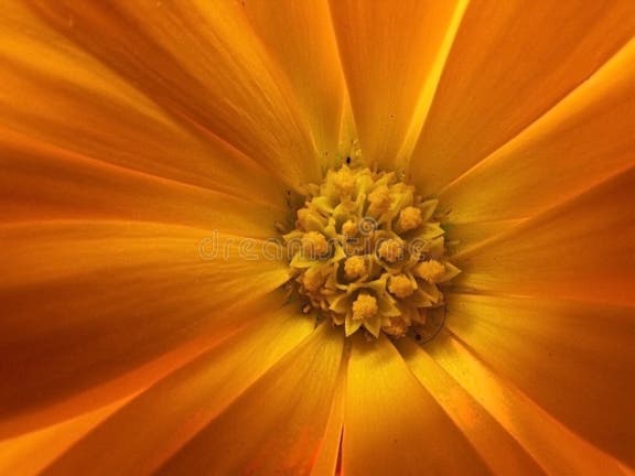 Detail of a flower stock photo. Image of garden, stigma - 4954442
