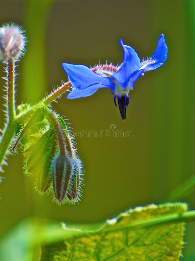 Borage Flower stock image. Image of ornamental, yellow - 1200757