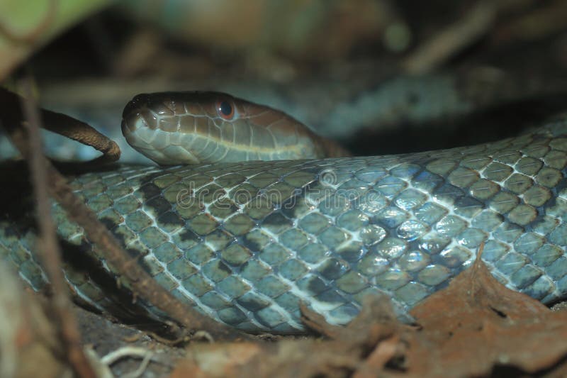 Flower rat snake stock photo. Image of nature, reptile - 349936912