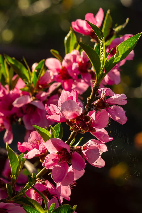Detail of the Flower of a Peach Tree in Spring Stock Image - Image of ...