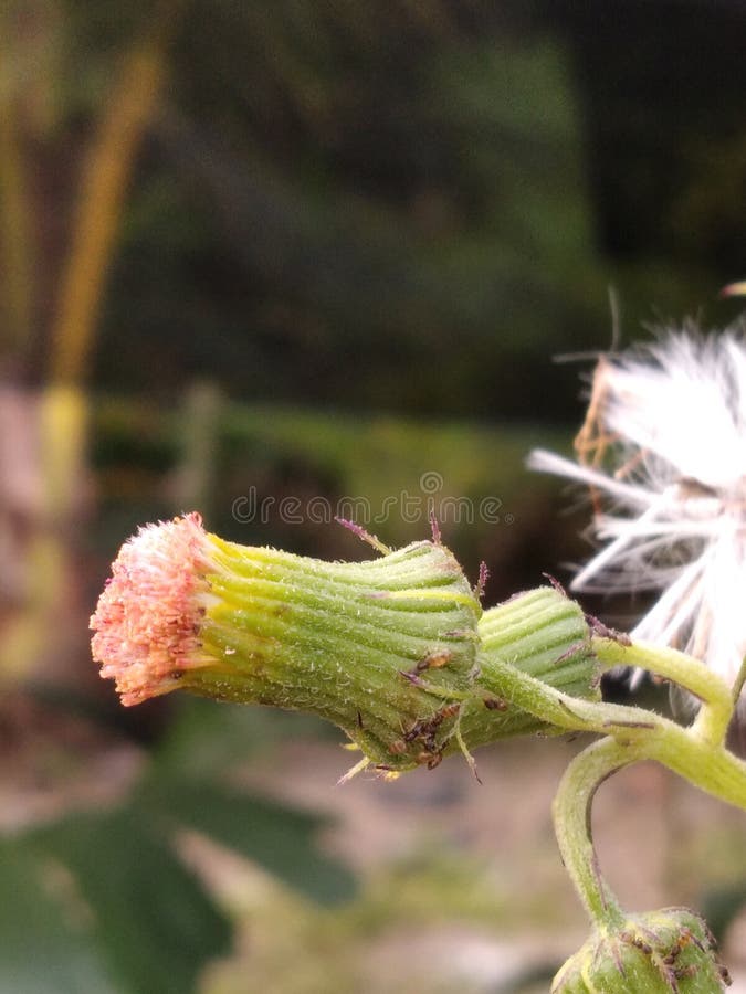 Detail of the Flower Bird of Paradise Stock Photo - Image of close ...