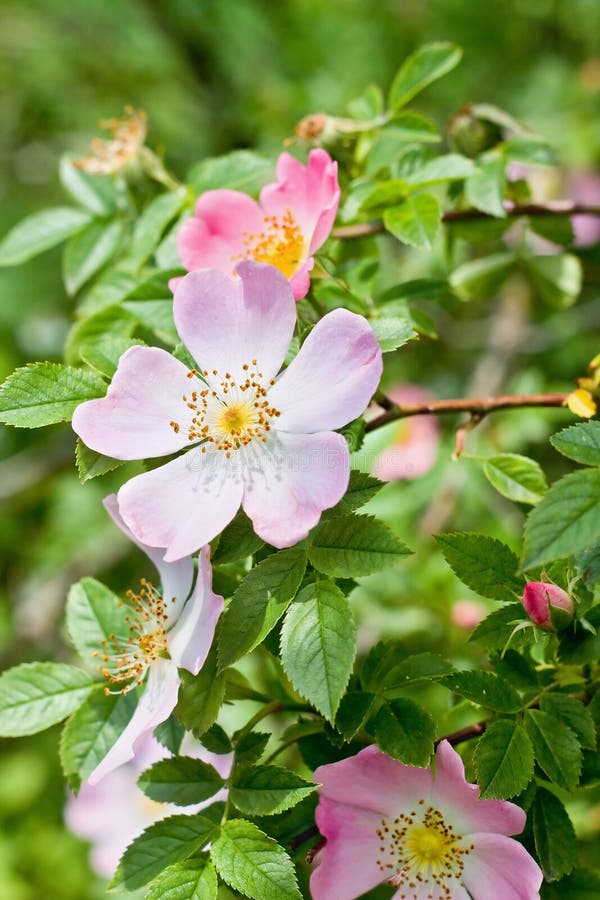 Detail flower Sweet Brier stock photo. Image of rose, nature - 9771064